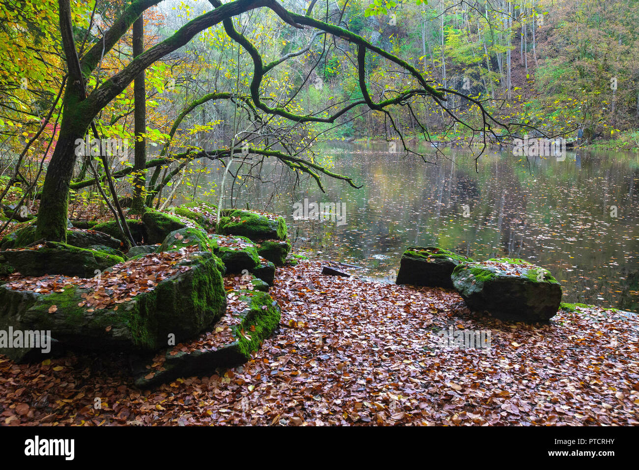 Autumn in a small beech tree forest at Nordaasvannet Lake in Fana ...