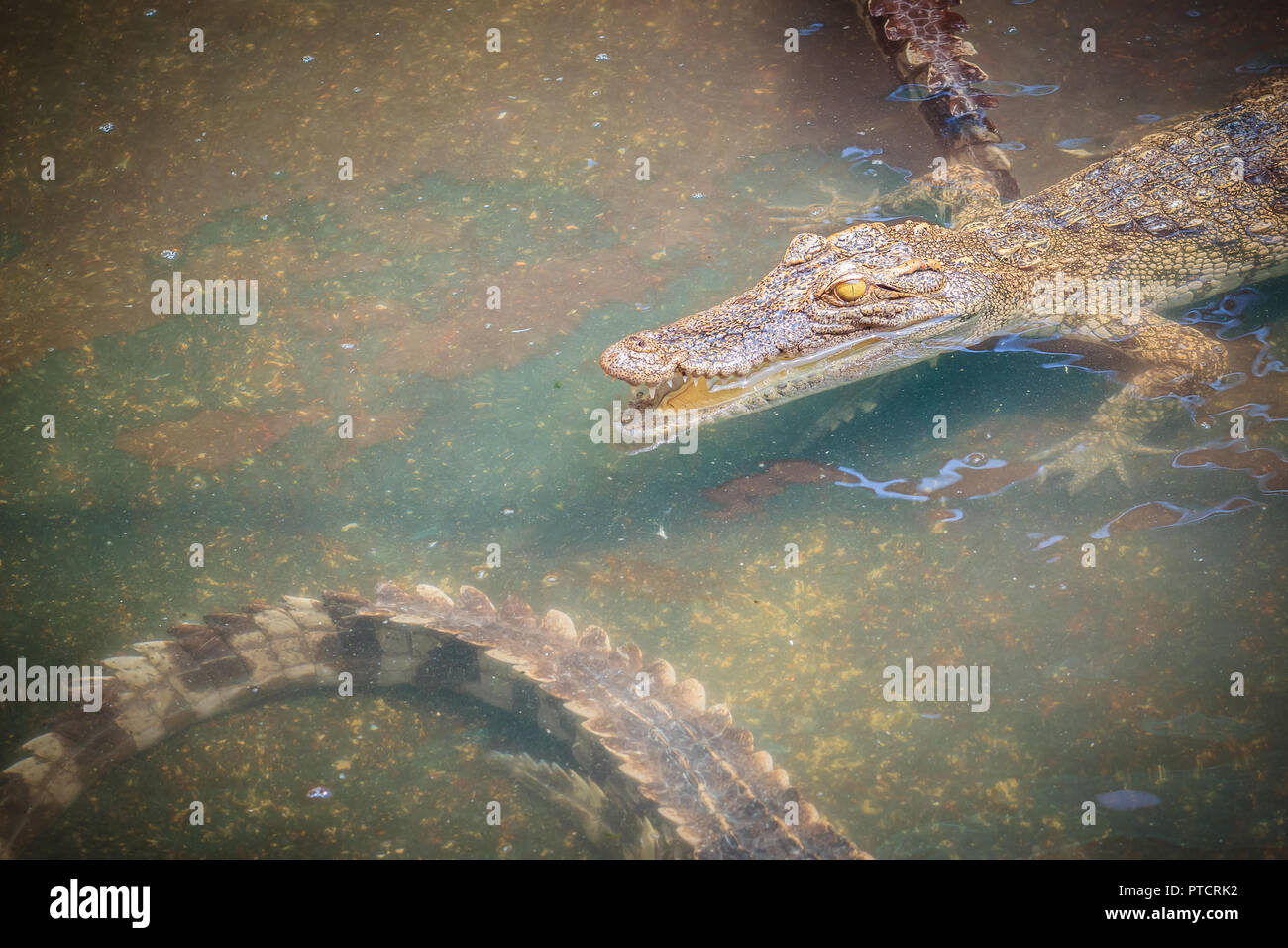 Young crocodiles are floating in the water at crocodile farm or ...