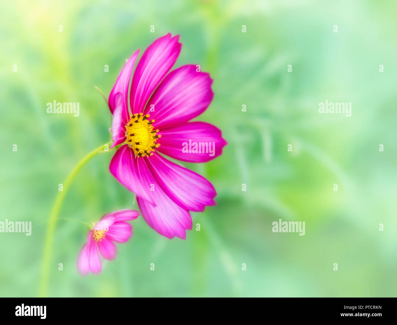 Beautiful pink flowers with yellow center hi-res stock photography and ...