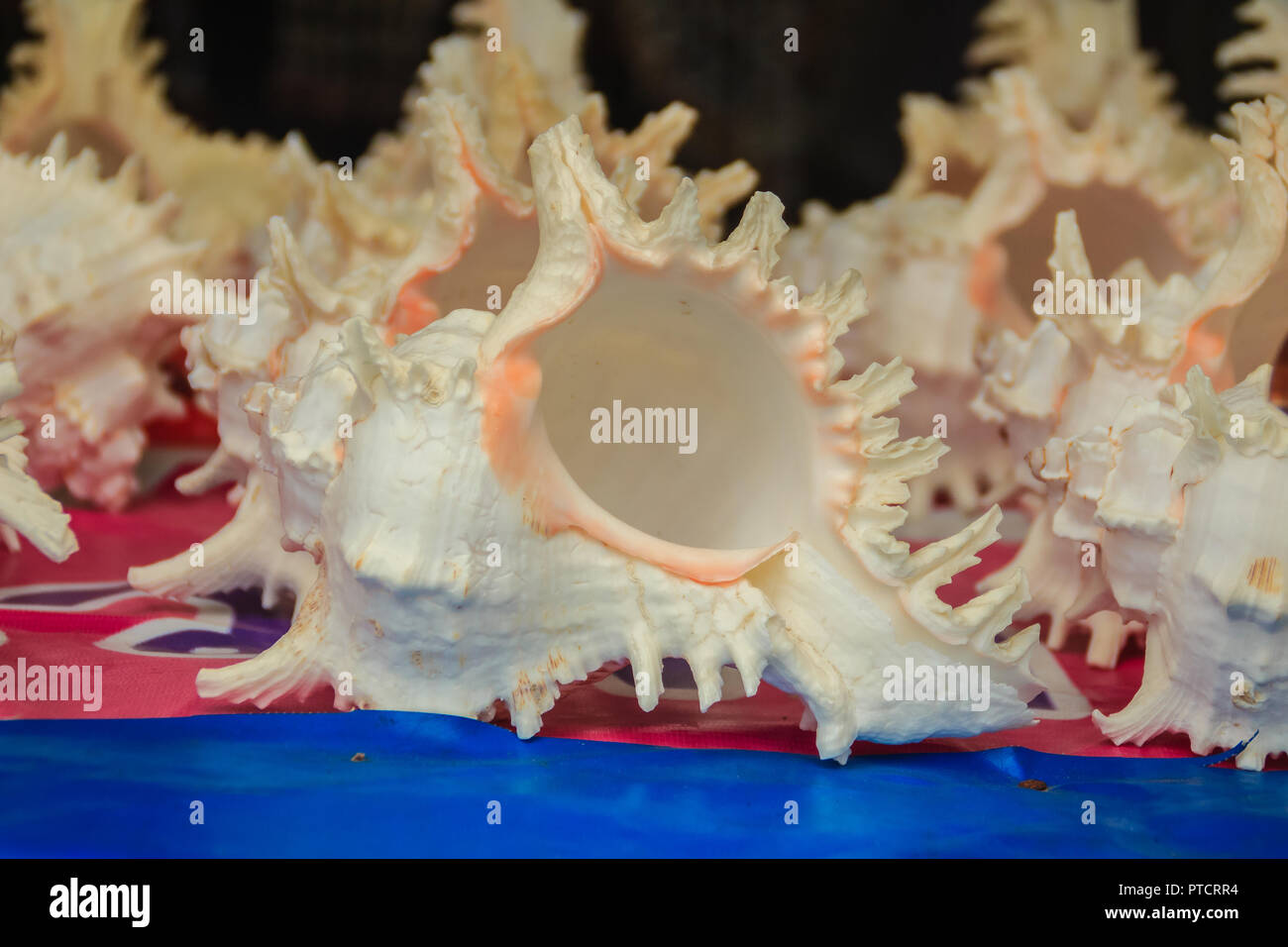 Ramose murex shells for sale on the beach market. Chicoreus ramosus ...
