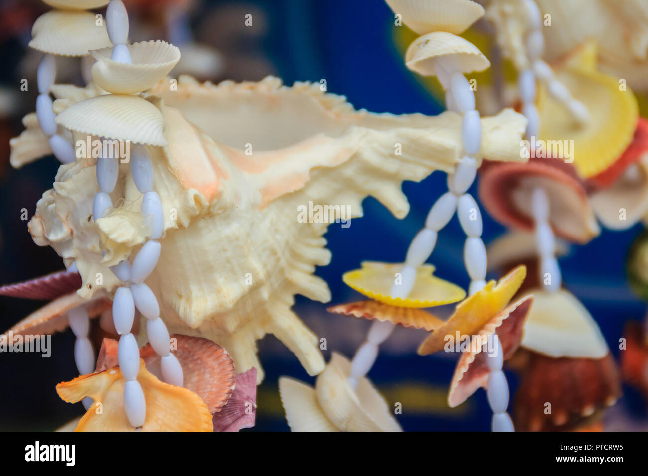 Ramose murex shells for sale on the beach market. Chicoreus ramosus ...