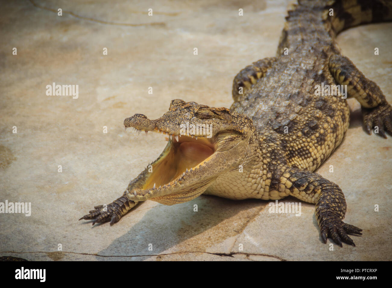 An angry crocodile is open jaws and ready to strike. A young crocodile ...