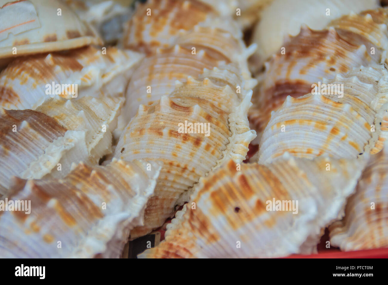 Rare-spined murex shells for sale on the beach. Murex trapa, common ...