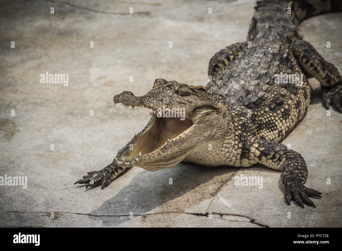 An angry crocodile is open jaws and ready to strike. A young crocodile ...