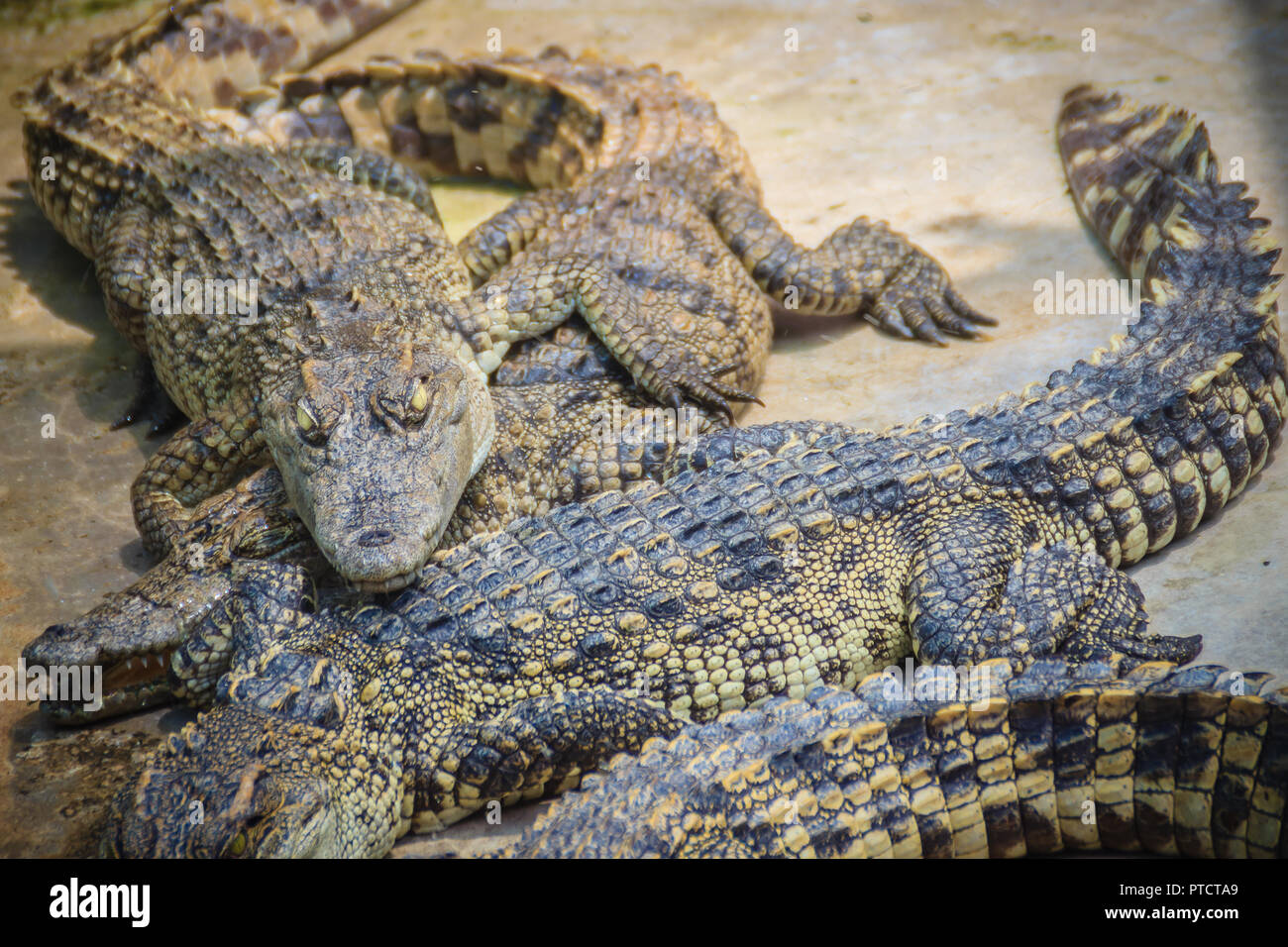 Crocodilia order hi-res stock photography and images - Alamy