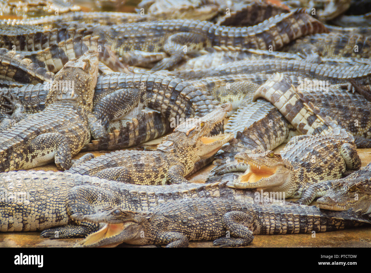 Crocodilia order hi-res stock photography and images - Alamy