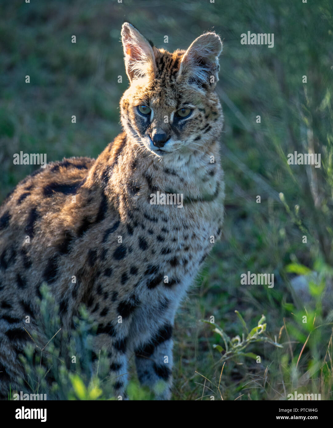 Cat in the morning hi-res stock photography and images - Alamy