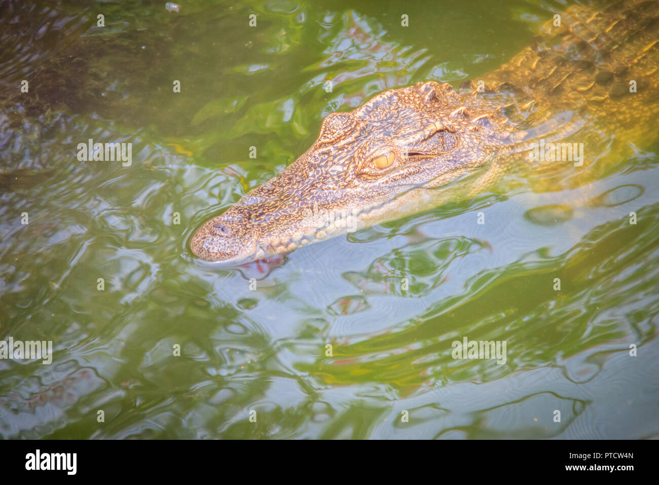Crocodile swimming in lagoon hi-res stock photography and images - Alamy