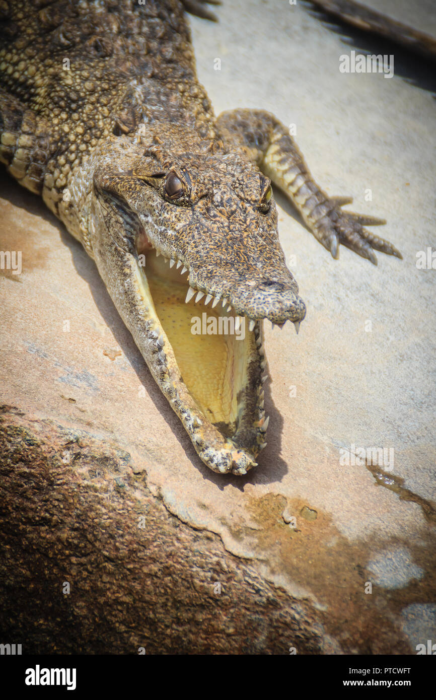 An angry crocodile is open jaws and ready to strike. A young crocodile ...