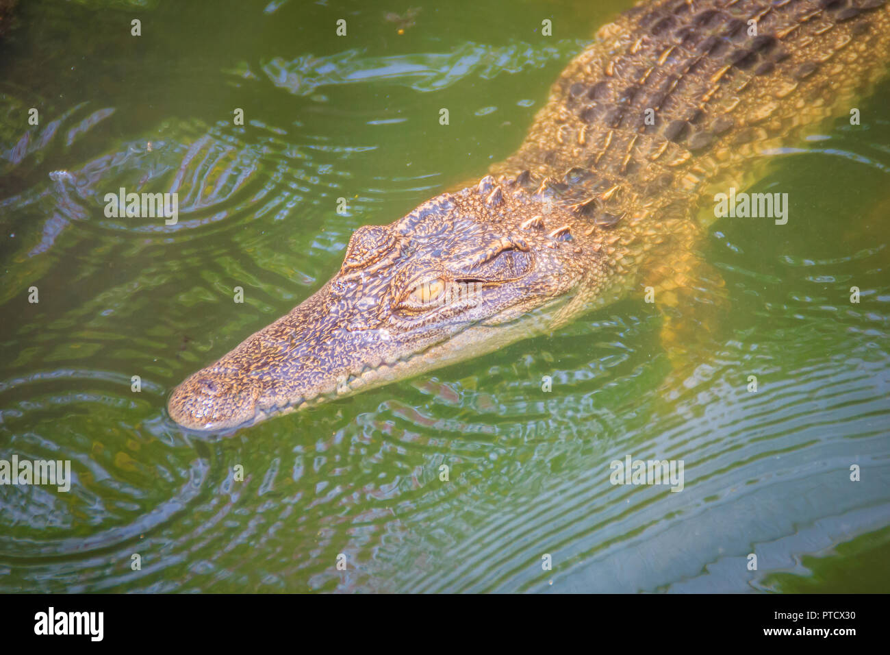 Crocodile swimming in lagoon hi-res stock photography and images - Alamy