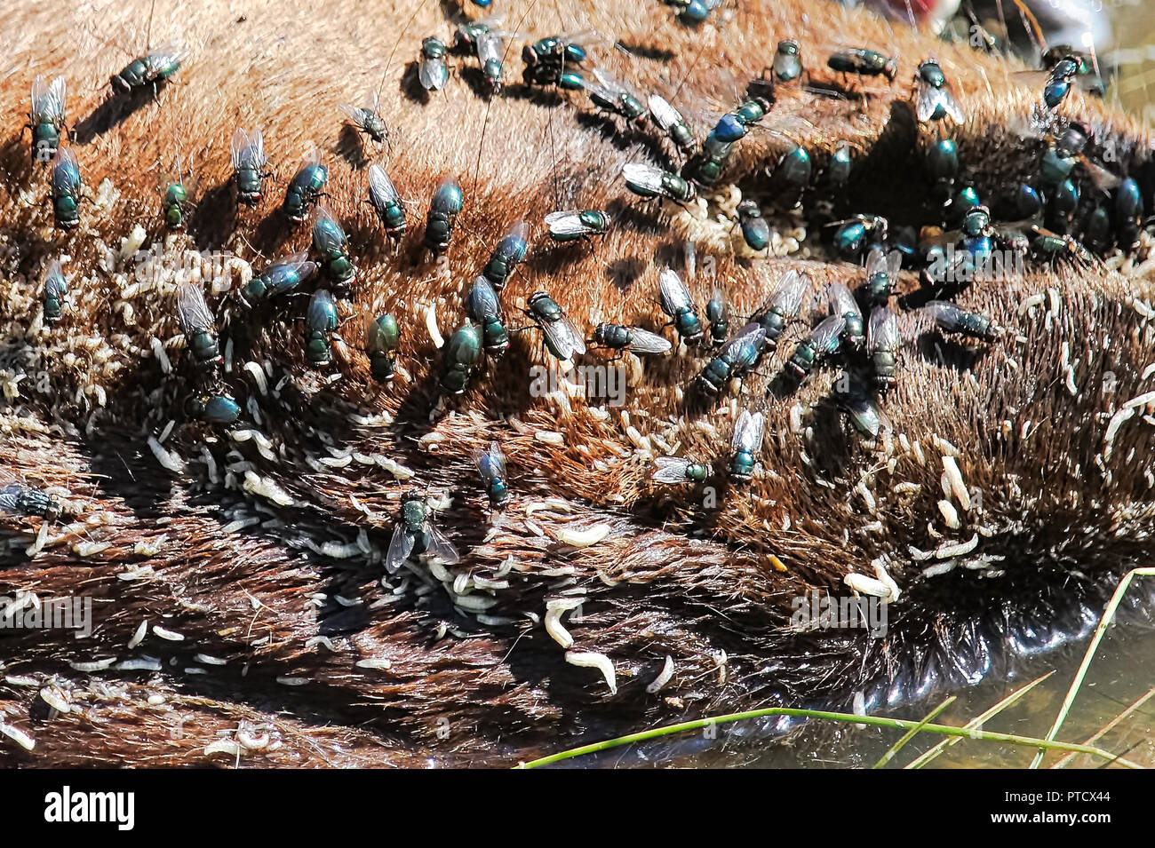 Maggots dead animal hi-res stock photography and images - Alamy