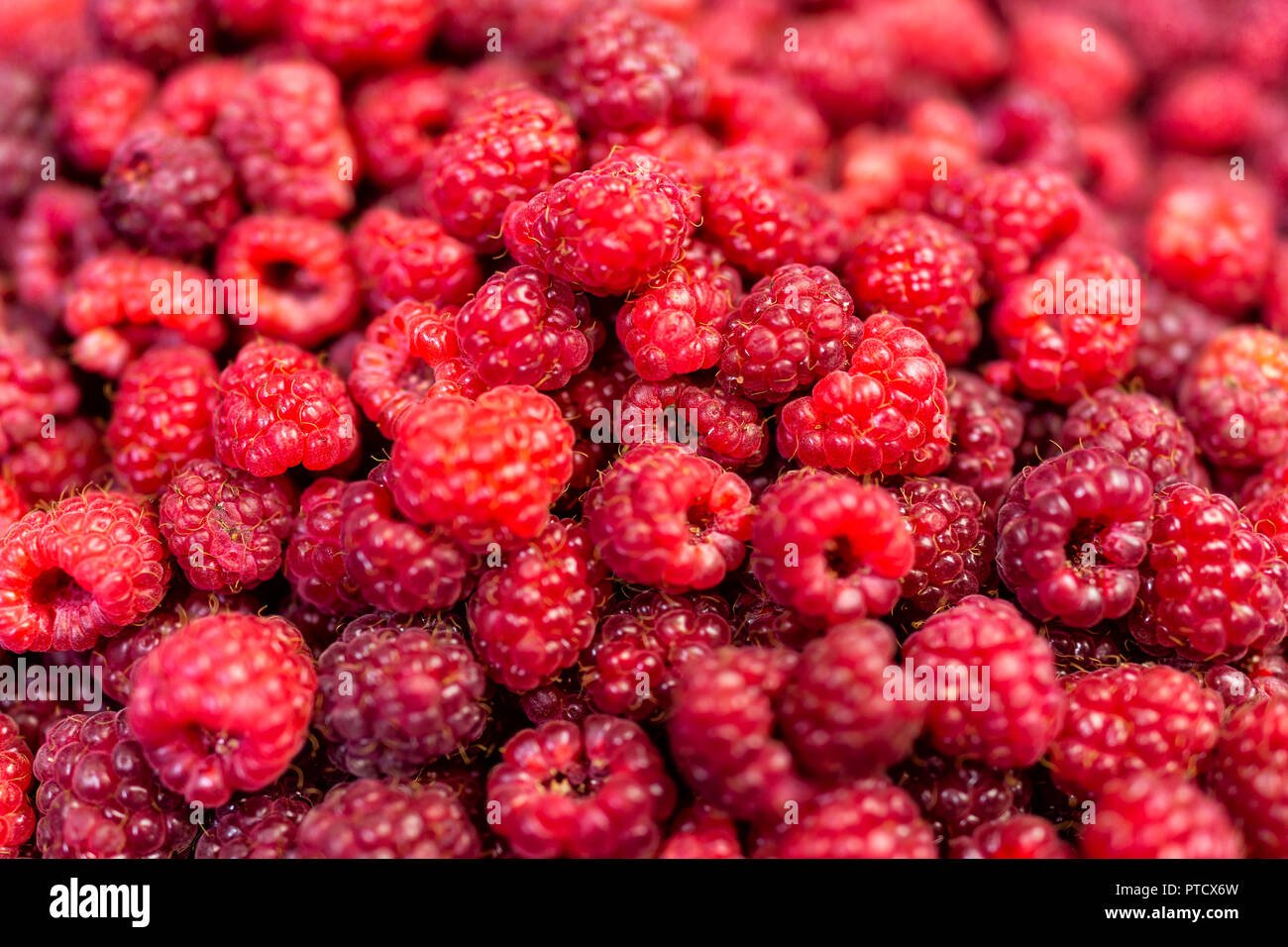 Macro closeup of fresh dark pink red garden wild raspberries healthy ...
