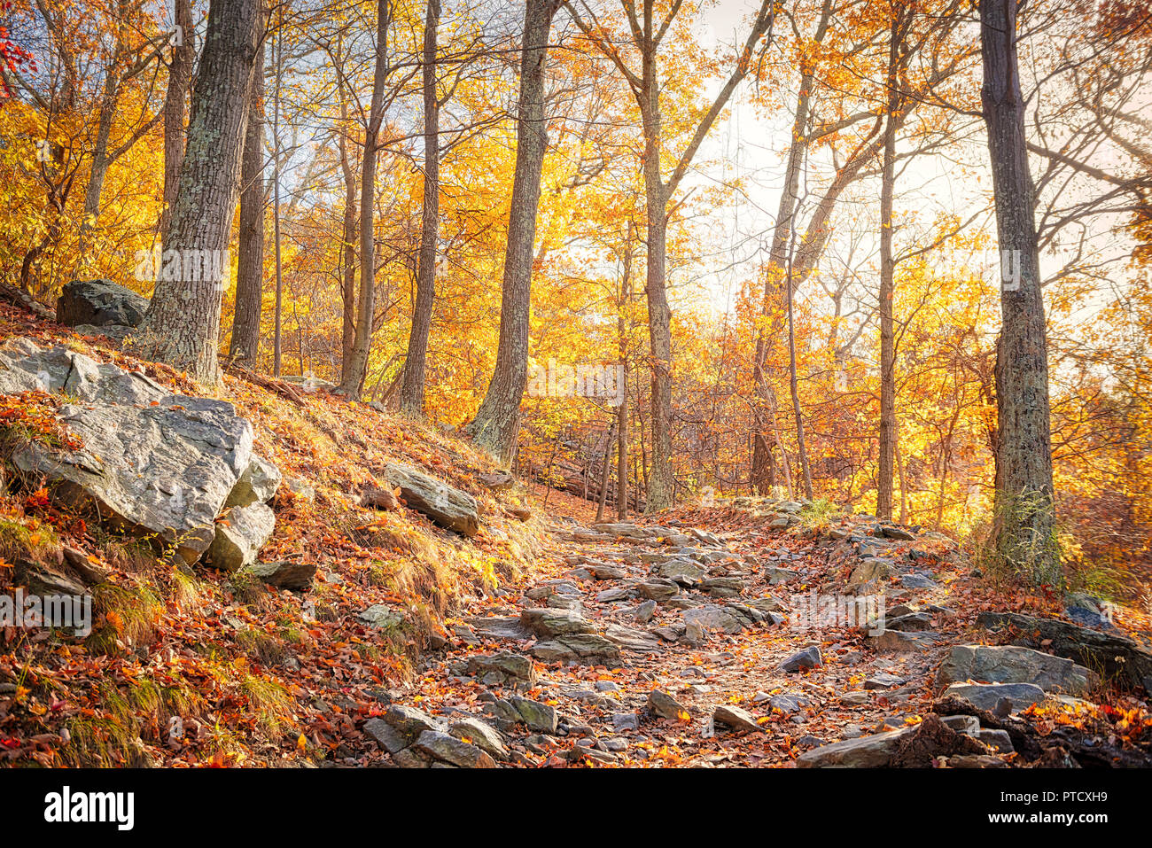 Hiking rocky trail through colorful orange foliage fall autumn forest ...