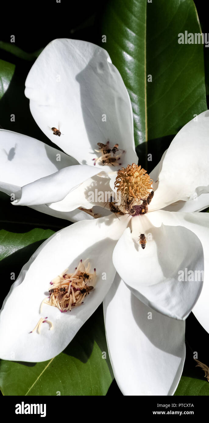 Magnolia grandiflora leaves hi-res stock photography and images - Alamy