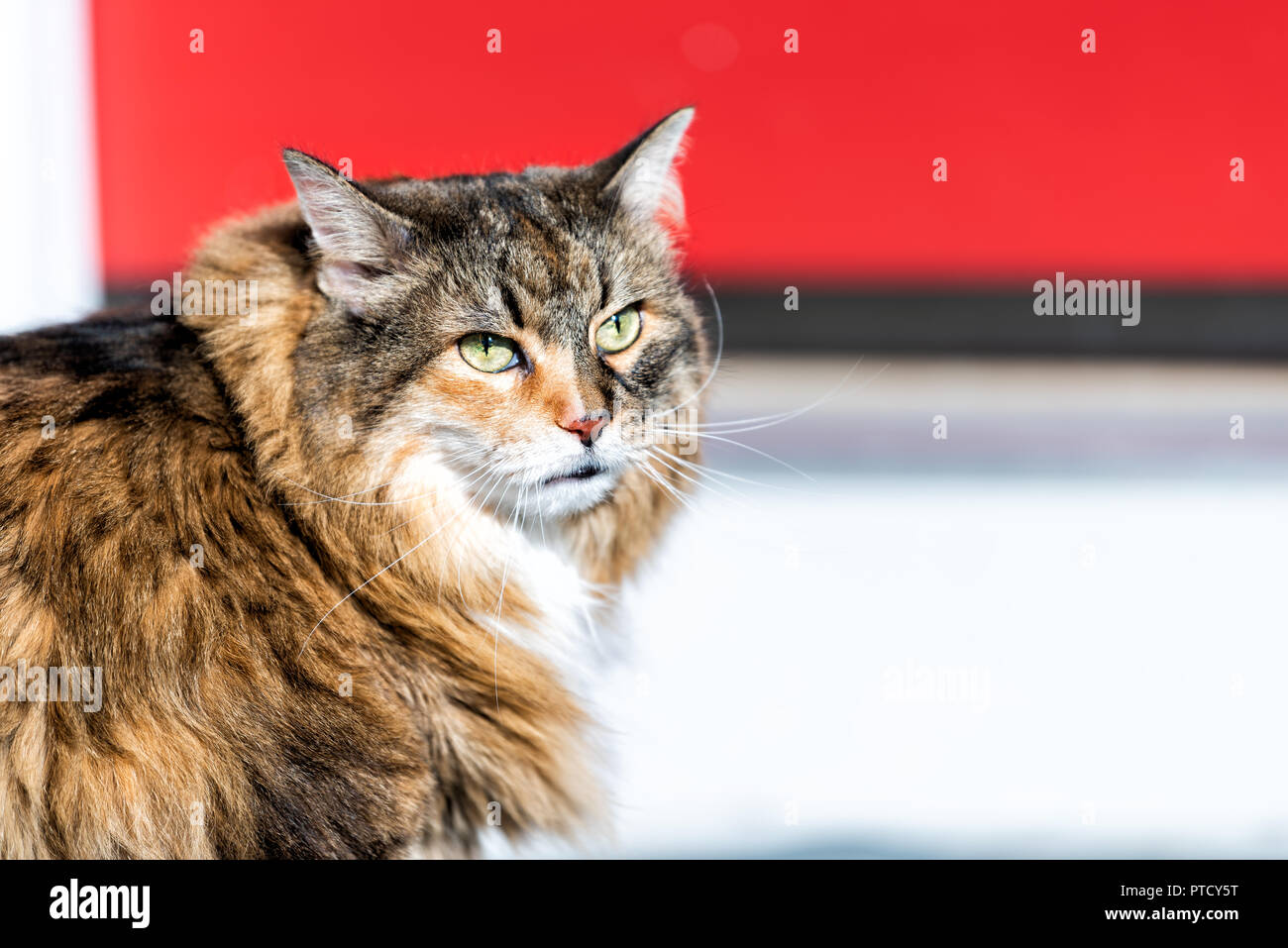 Angry calico maine coon cat with green eyes meowing, standing outside ...