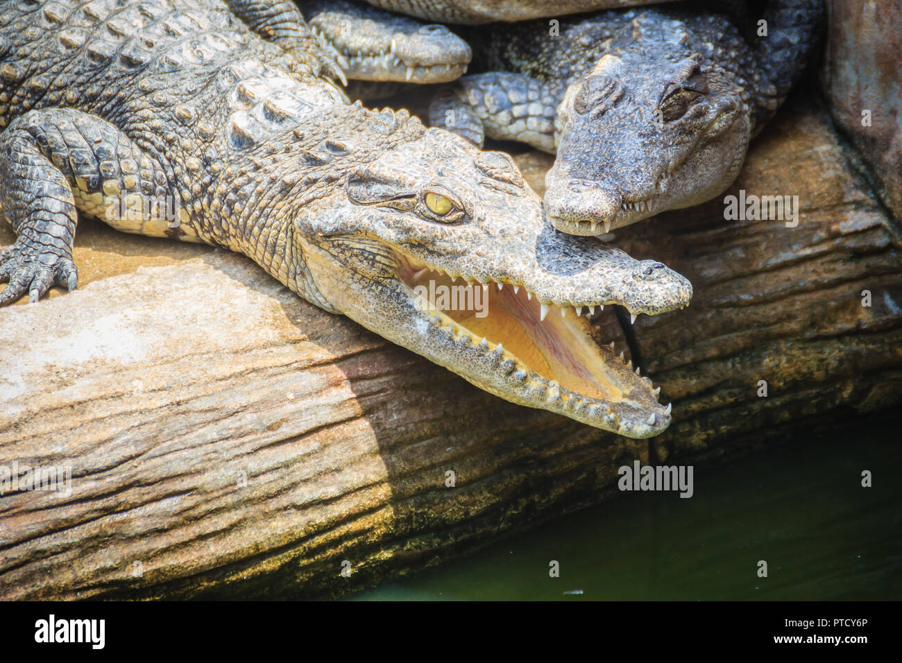 Group of many crocodiles are basking in the concrete pond. Crocodile ...