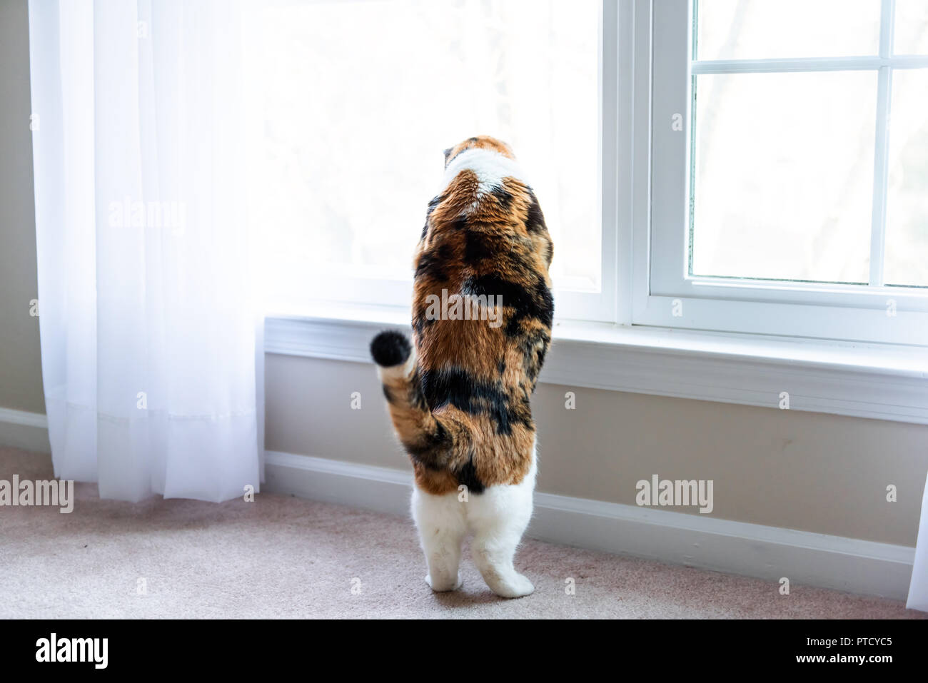 Cat Standing Looking Out Window