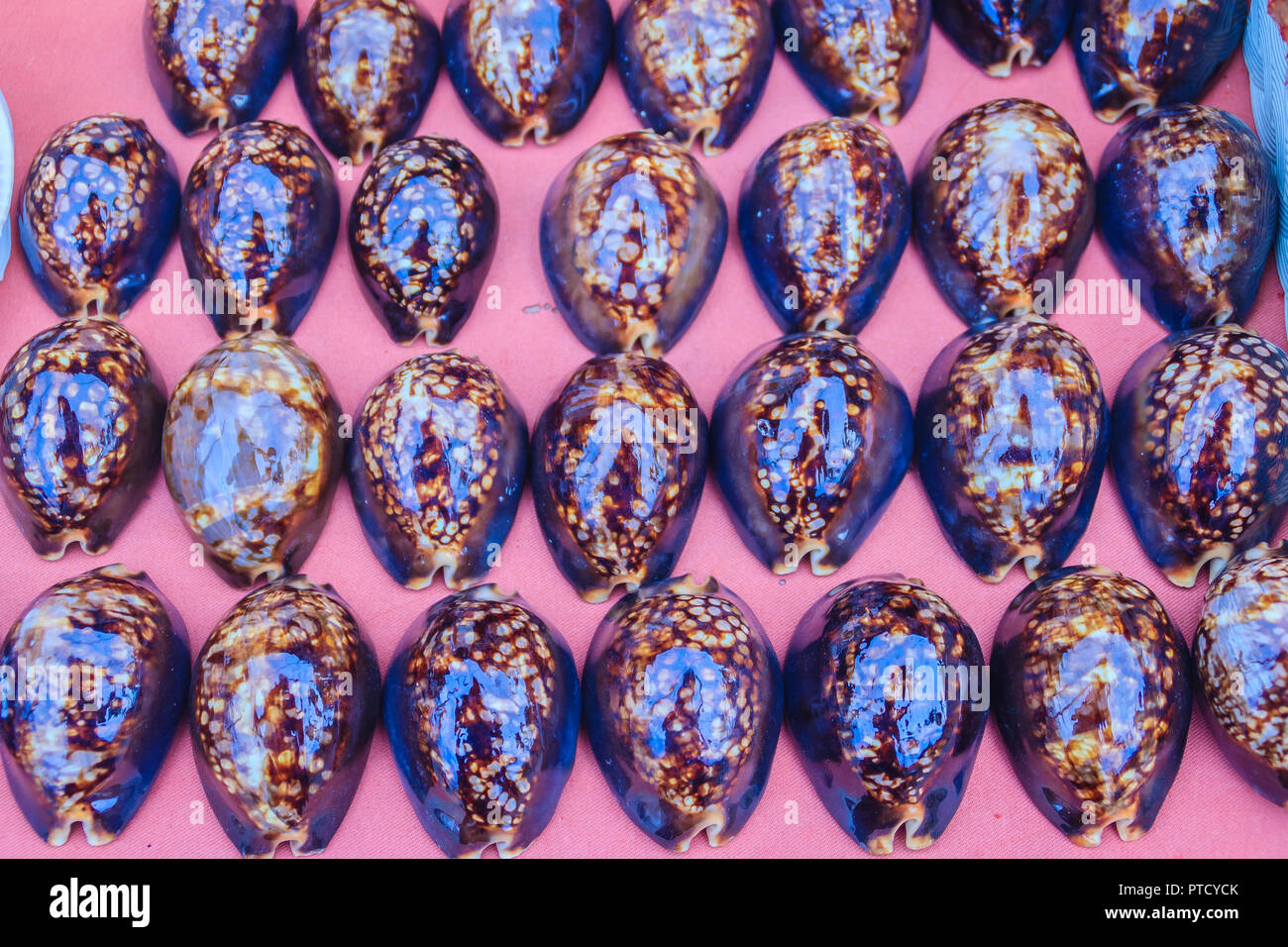 Tiger cowrie (Cypraea tigris) shells for sale in the beach market ...
