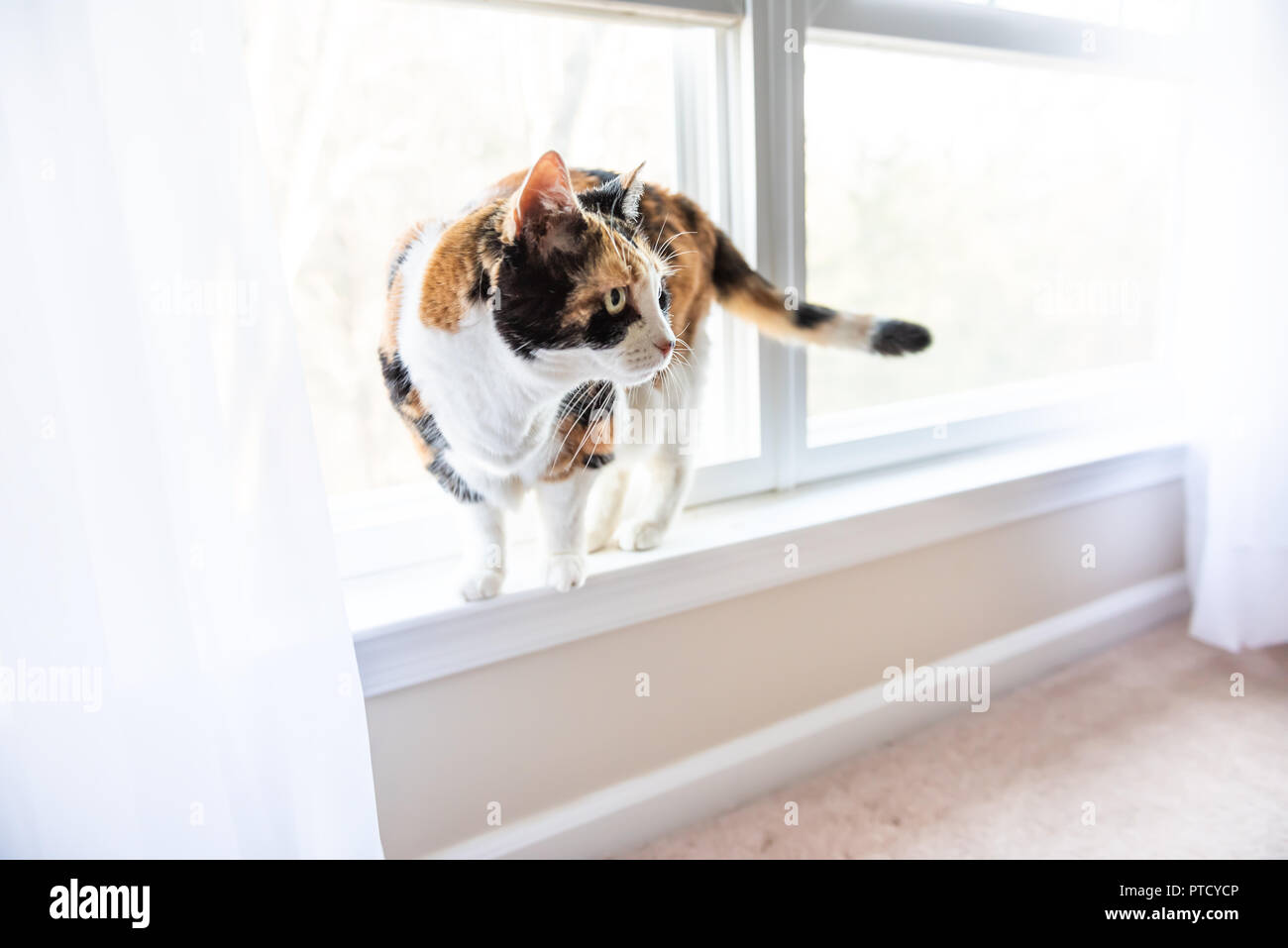 Green screen cat hi-res stock photography and images - Alamy