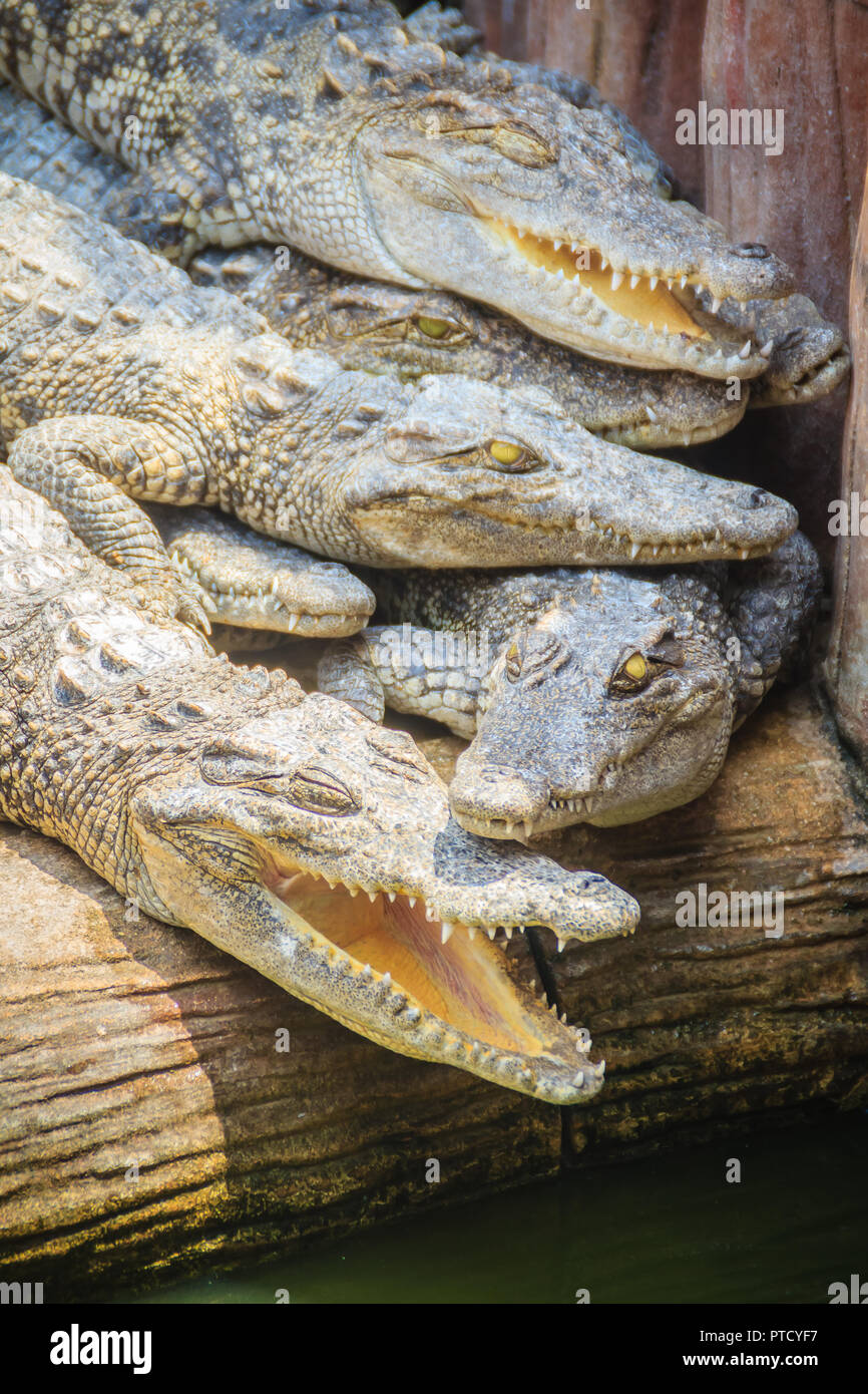 Group of many crocodiles are basking in the concrete pond. Crocodile ...