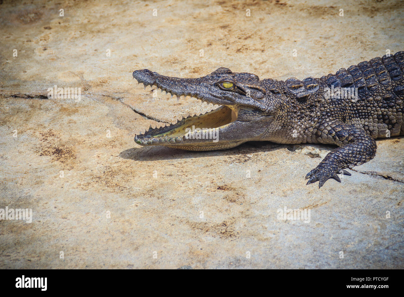 An angry crocodile is open jaws and ready to strike. A young crocodile ...