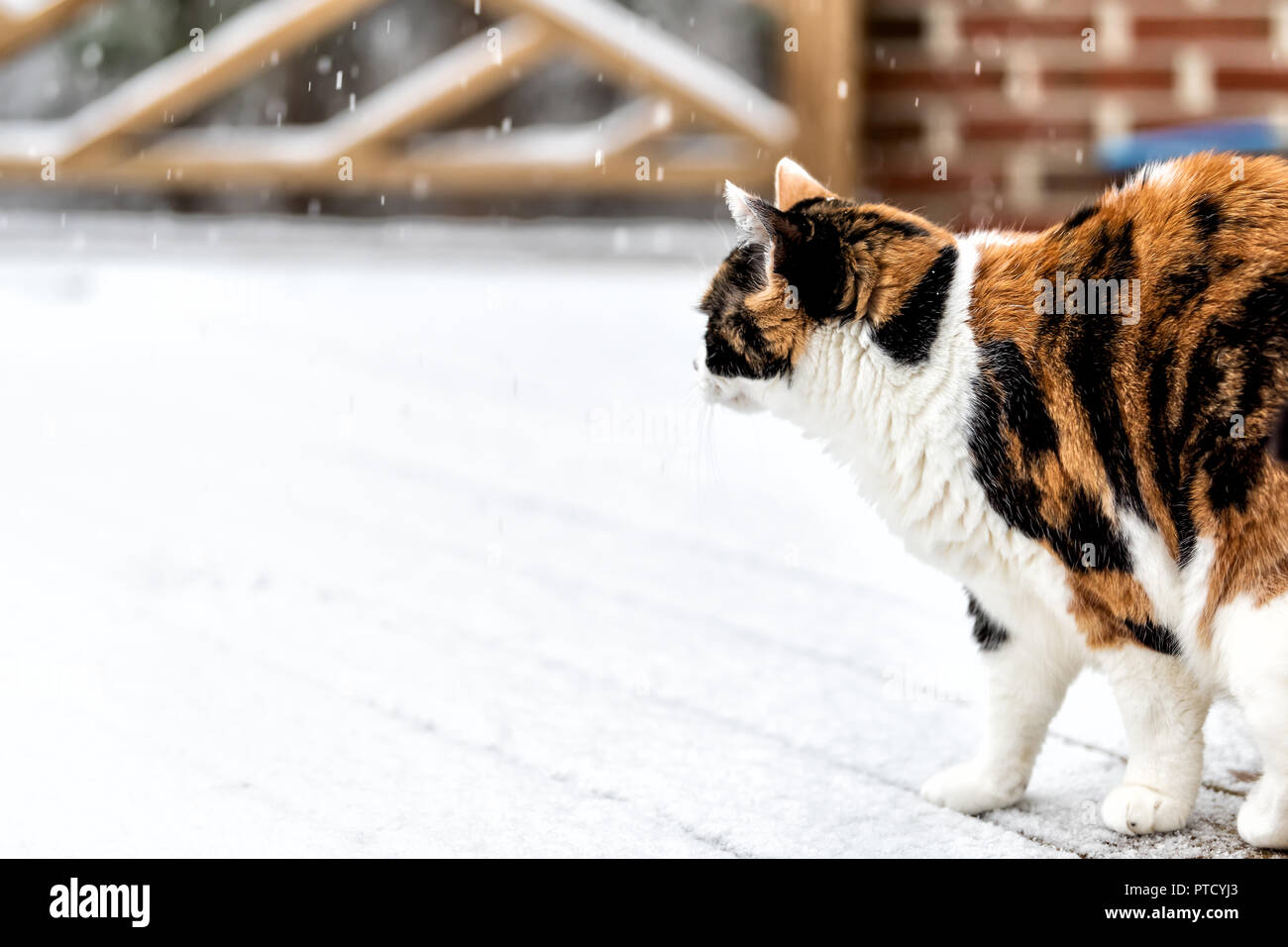 Wood house cat walking hi-res stock photography and images - Alamy