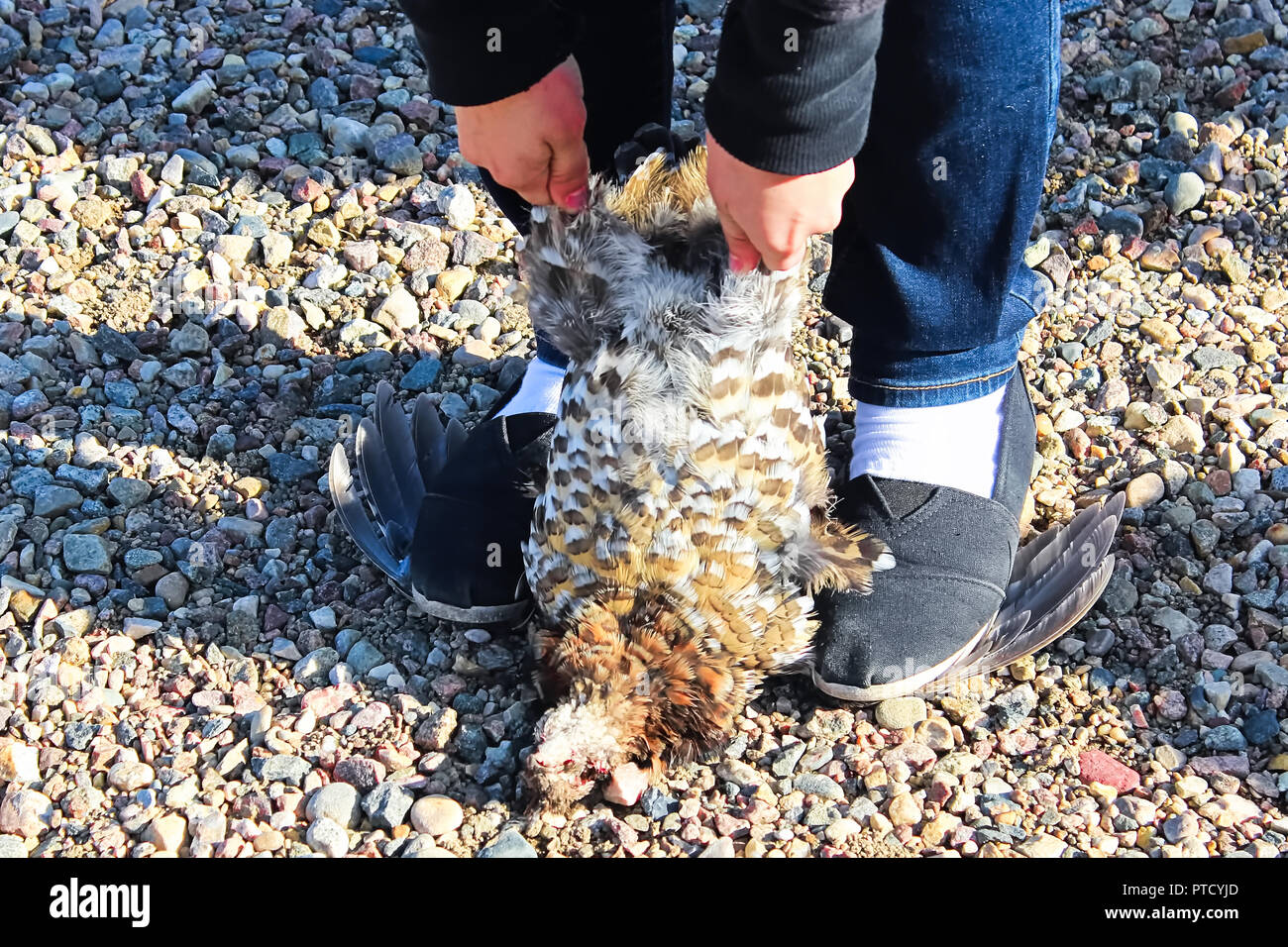 Easy method of cleaning a wild chicken by standing on it's wings Stock ...