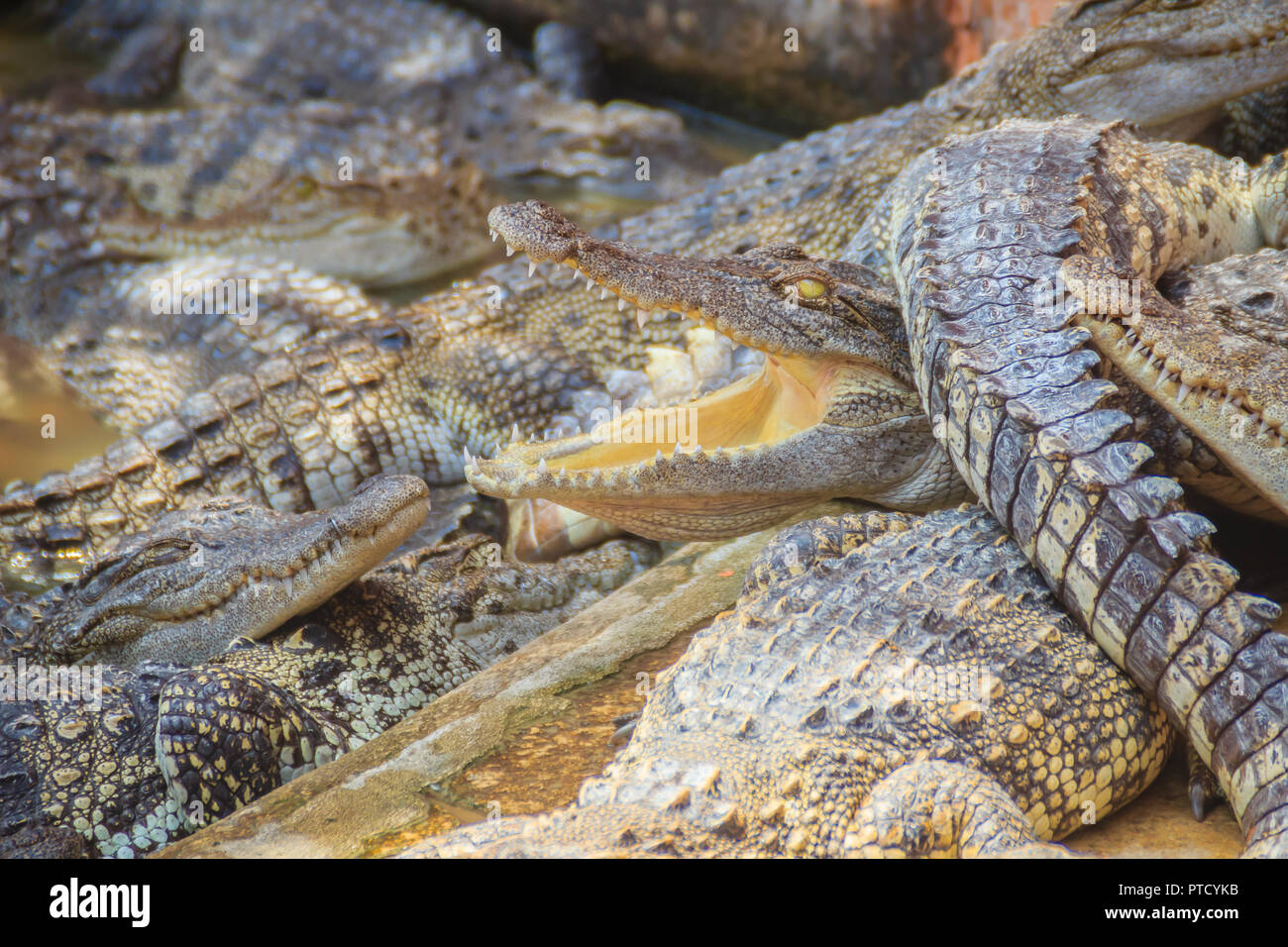 Crocodilia order hi-res stock photography and images - Alamy