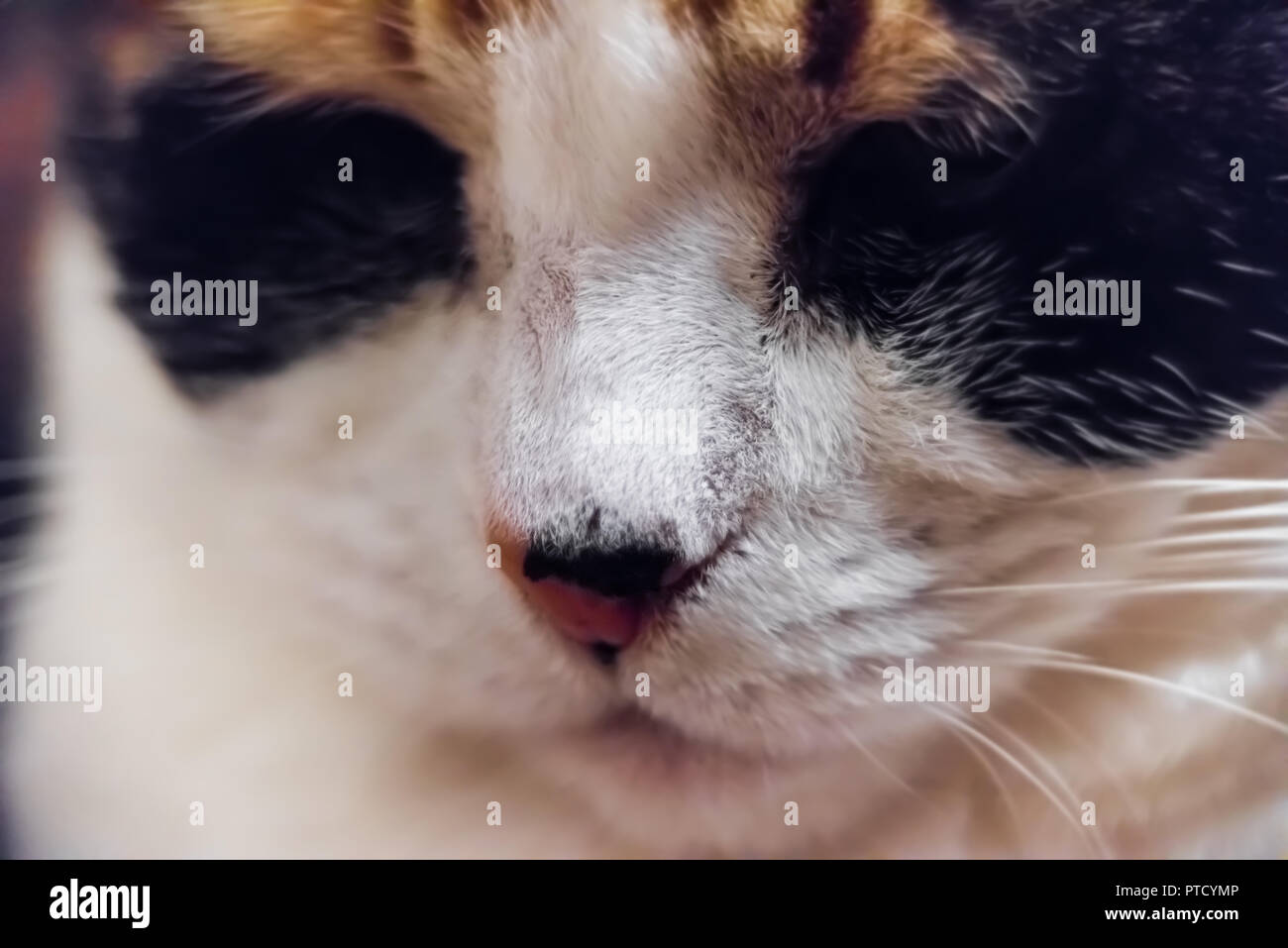 Macro closeup of angry, sleepy calico cat face, head with sick, ill ...