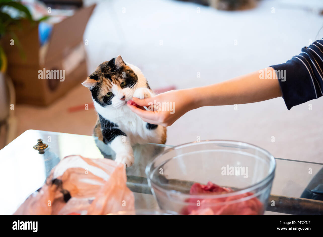 Old Calico cat standing up on hind legs, leaning on table with two ...