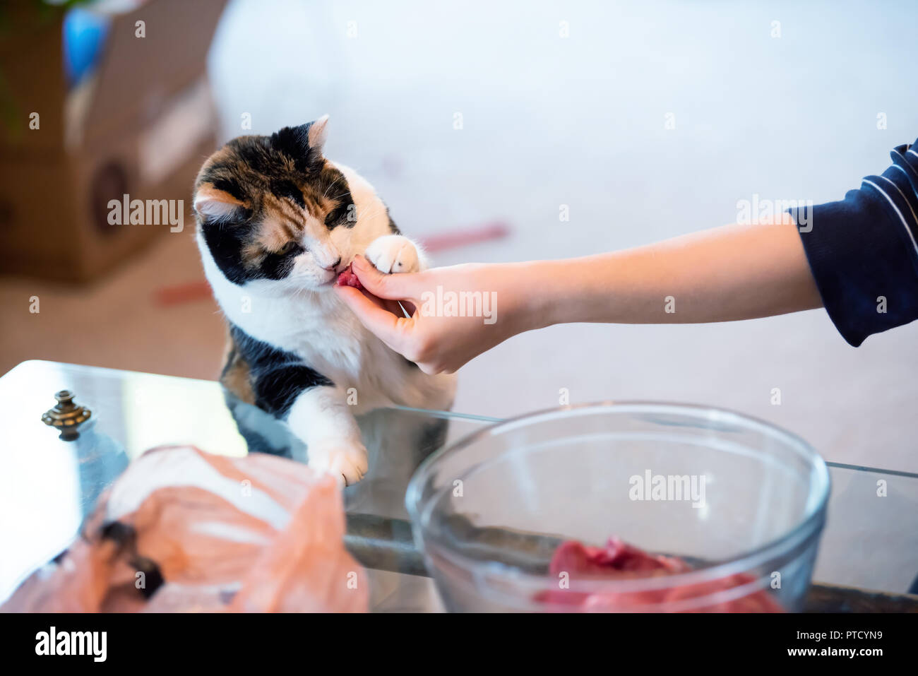 Old Calico cat standing up on hind legs, leaning on table with two ...