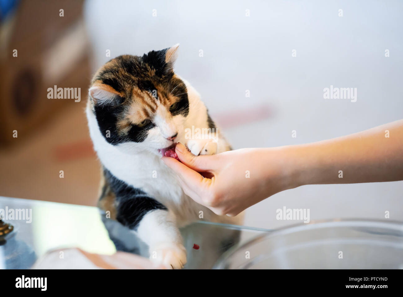 Old Calico cat standing up on hind legs, leaning on table with two ...