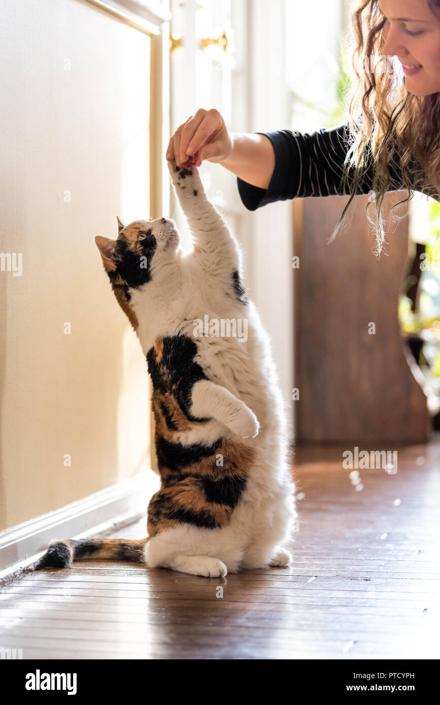 Hand giving cat high five hi-res stock photography and images - Alamy