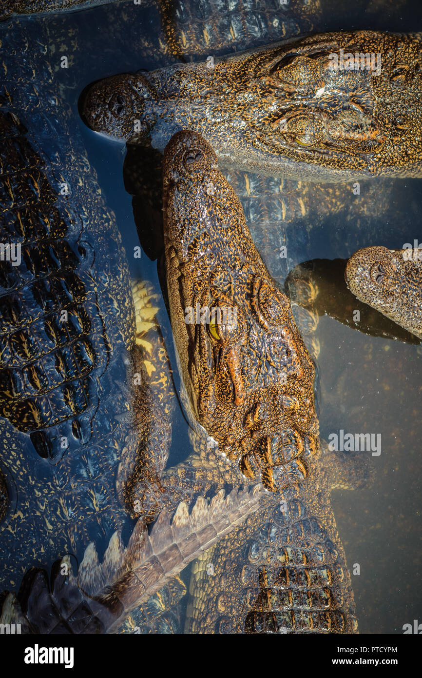 Group of many crocodiles are basking in the concrete pond. Crocodile ...