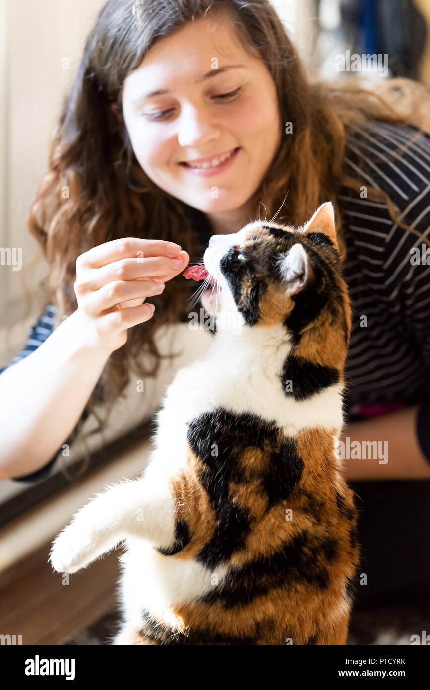 One calico cat standing up on hind legs, begging, picking, asking food ...