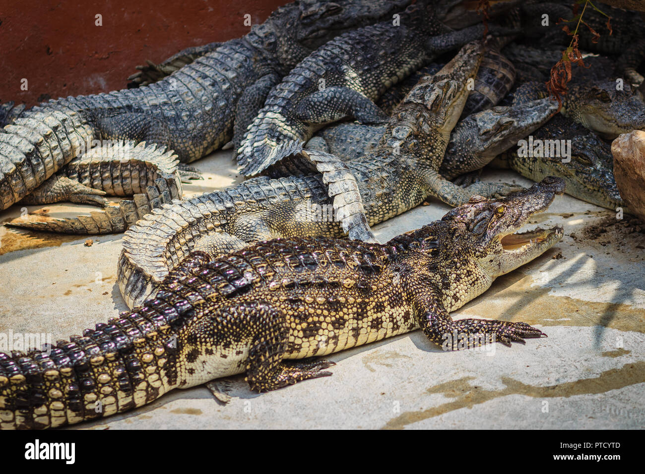 Crocodilia Order High Resolution Stock Photography and Images - Alamy