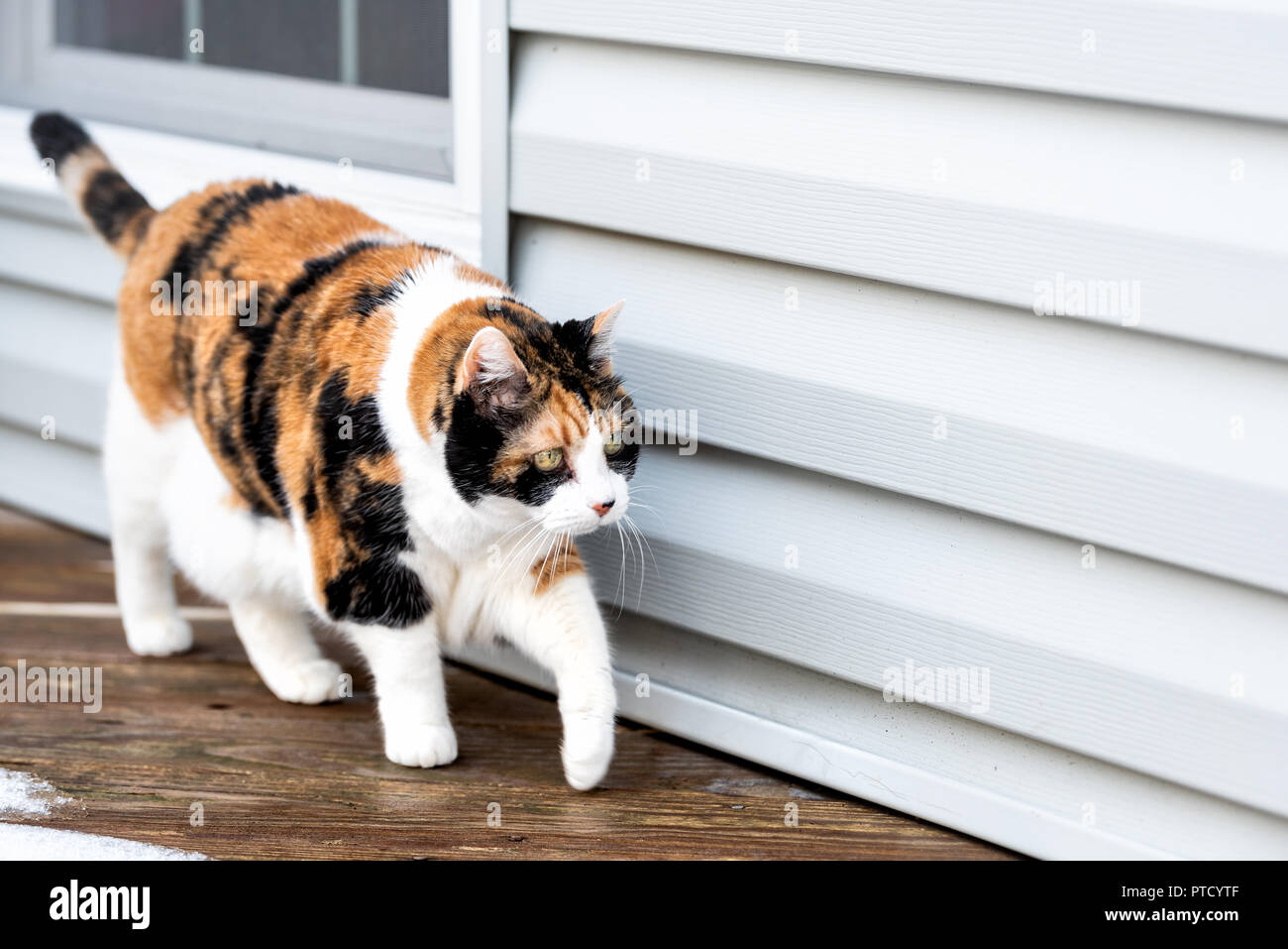 Closeup of curious walking calico cat, exploring, hunting, paw above ...