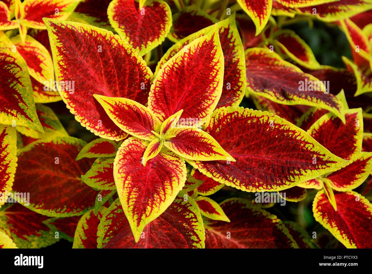 Coleus nettle (Solenostemon scutellarioides), background image, Sweden ...