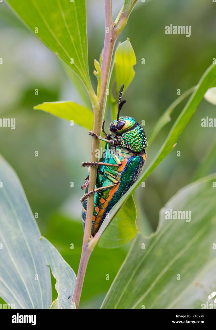 Jewel beetle hi-res stock photography and images - Alamy