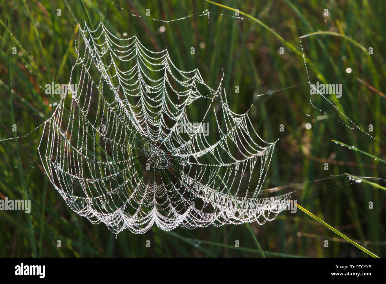 Spider's web of a Orb-weaver spider (Araneidae), Emsland, Lower Saxony ...