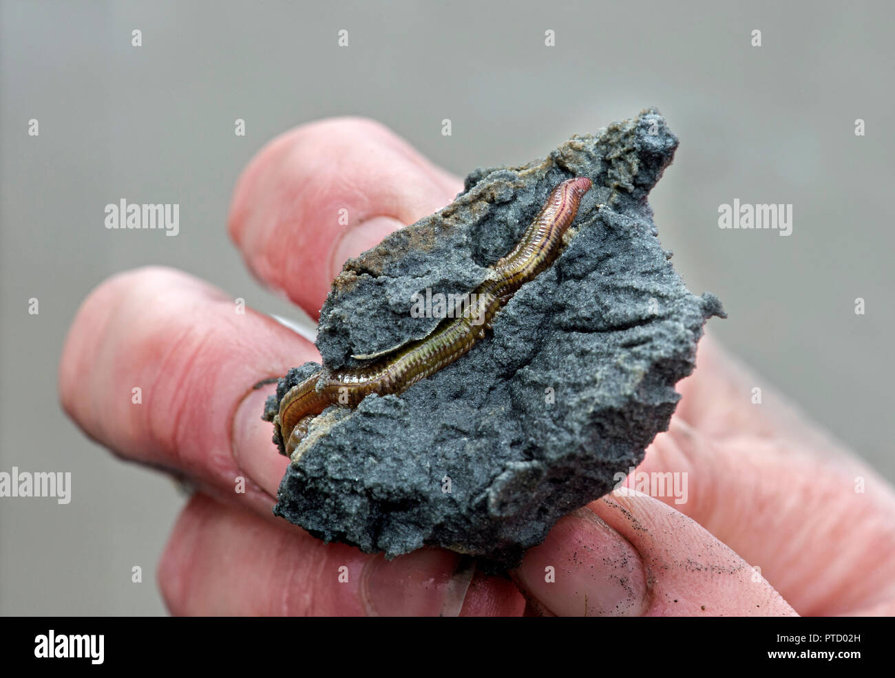 Lugworm (Arenicola marina) in his living corridor in the mud, Wadden ...