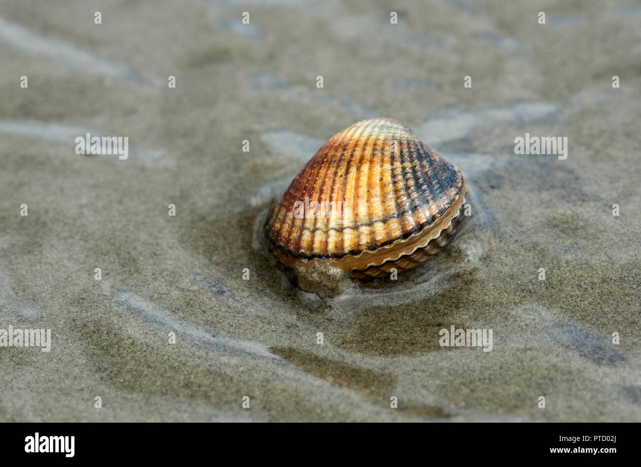 Common cockle (Cerastoderma edule) in shallow water on sand, Wadden Sea ...