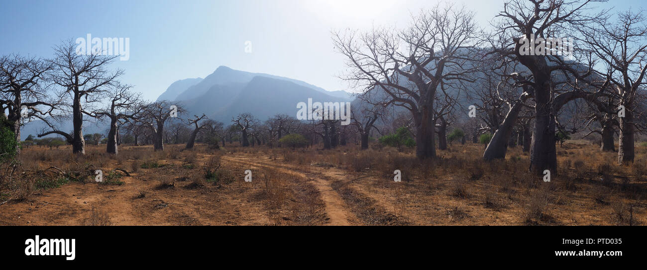 African baobabs (Adansonia digitata), Panorama, Baobab Valley near ...