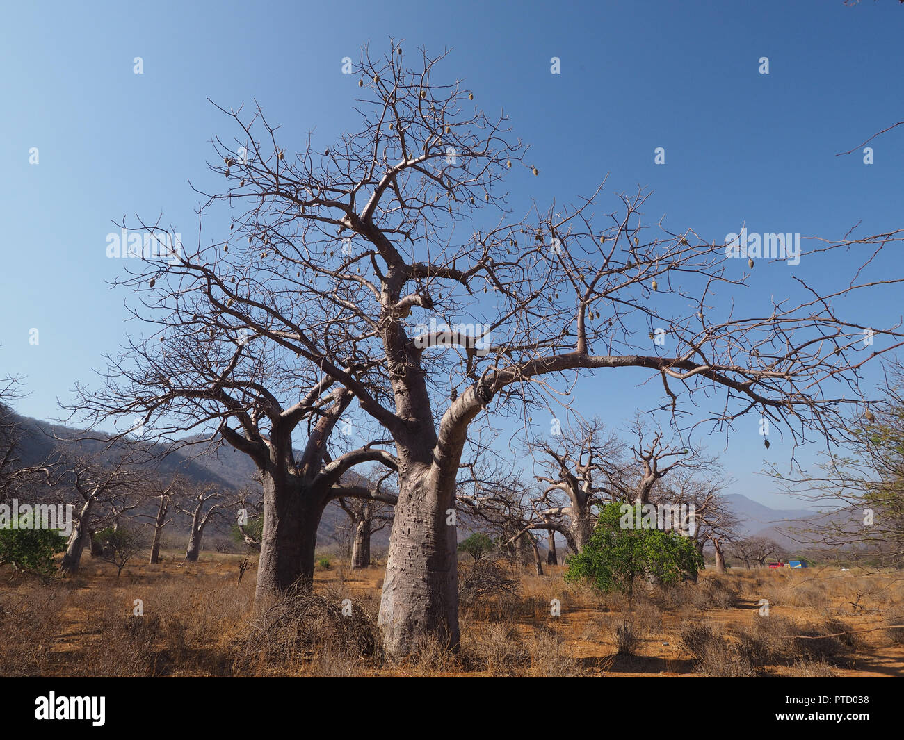African baobabs (Adansonia digitata), Baobab Valley near Mikumi ...