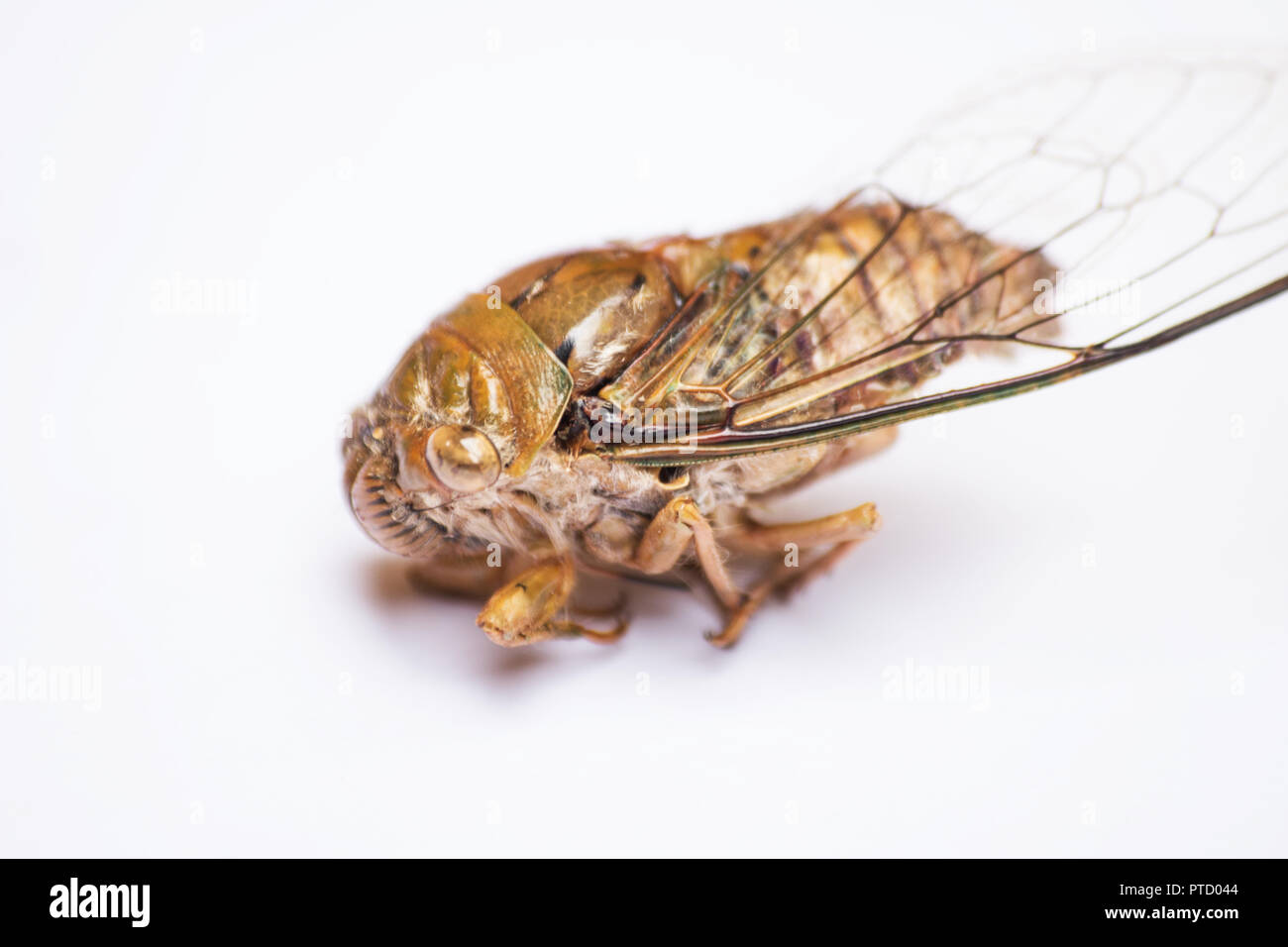Giant Cicada close up laying on a white background Stock Photo - Alamy