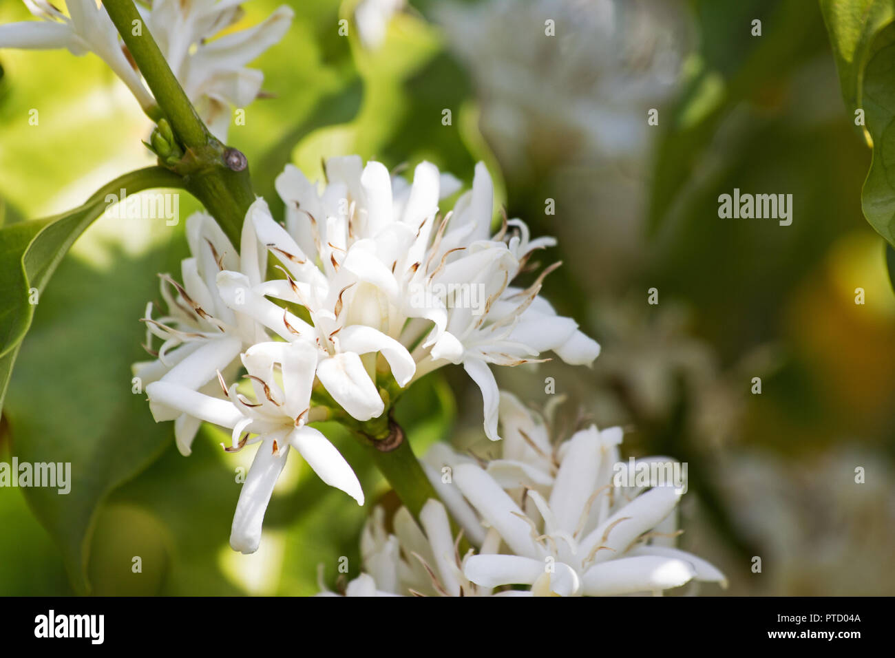 Coffee tree in flower Stock Photo - Alamy