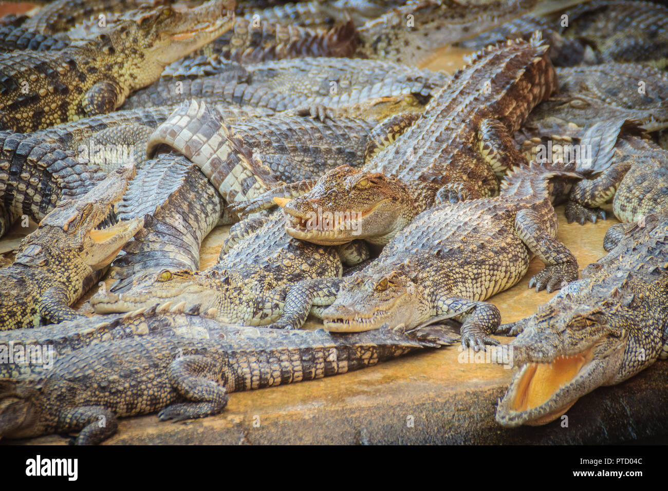 Group of many crocodiles are basking in the concrete pond. Crocodile ...