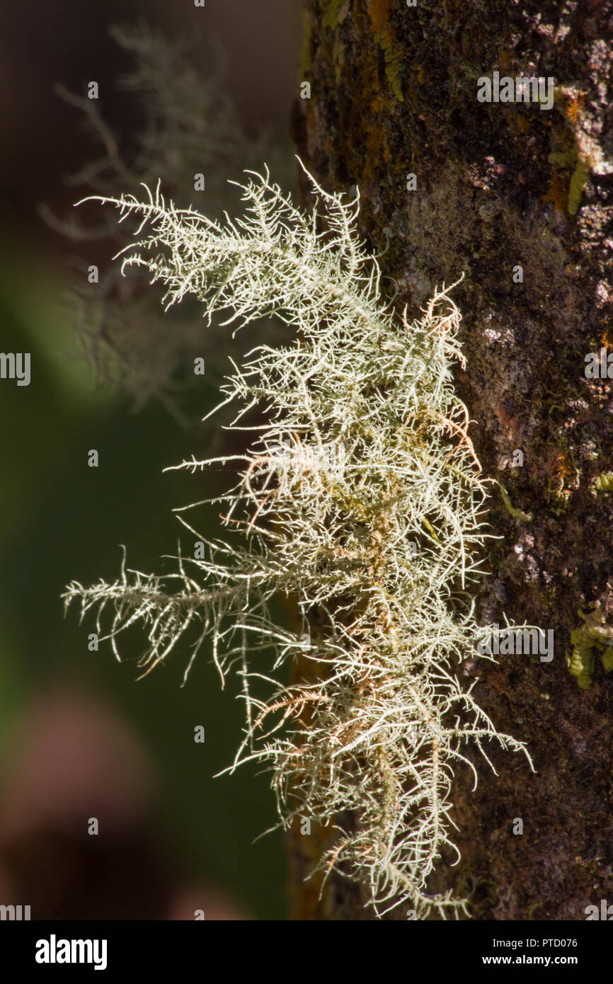 Air plant on tree trunk Stock Photo - Alamy