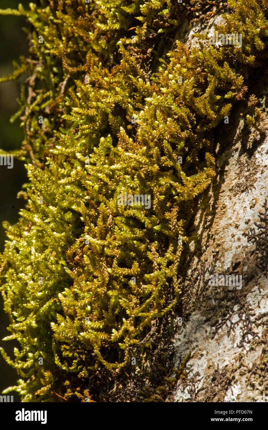 Air trunk hi-res stock photography and images - Alamy