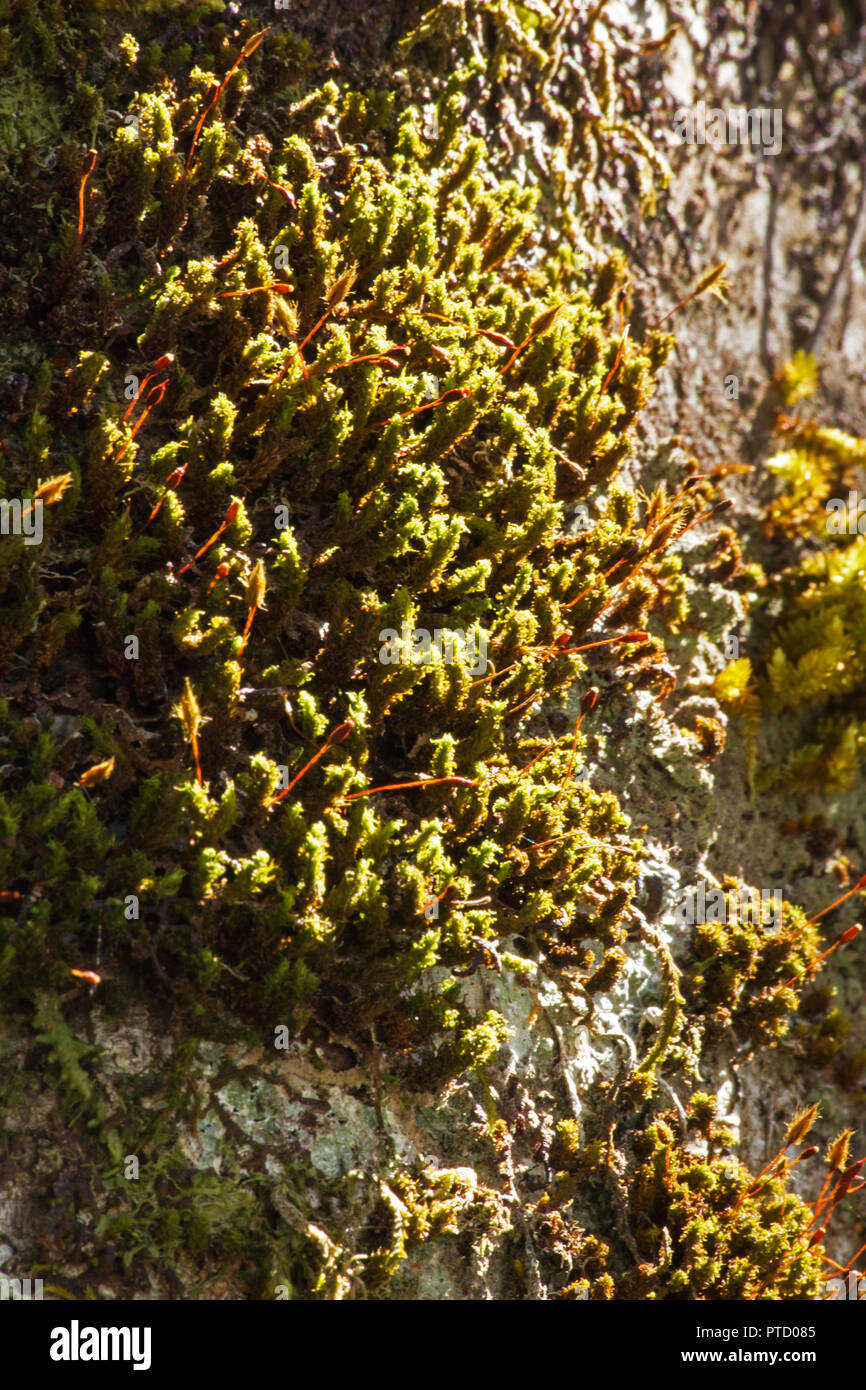 Plant on tree hi-res stock photography and images - Alamy